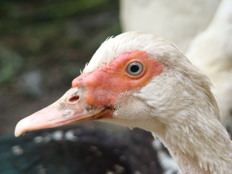 Muscovy duck stock image. Image of farm, muscovy, birds - 54902739