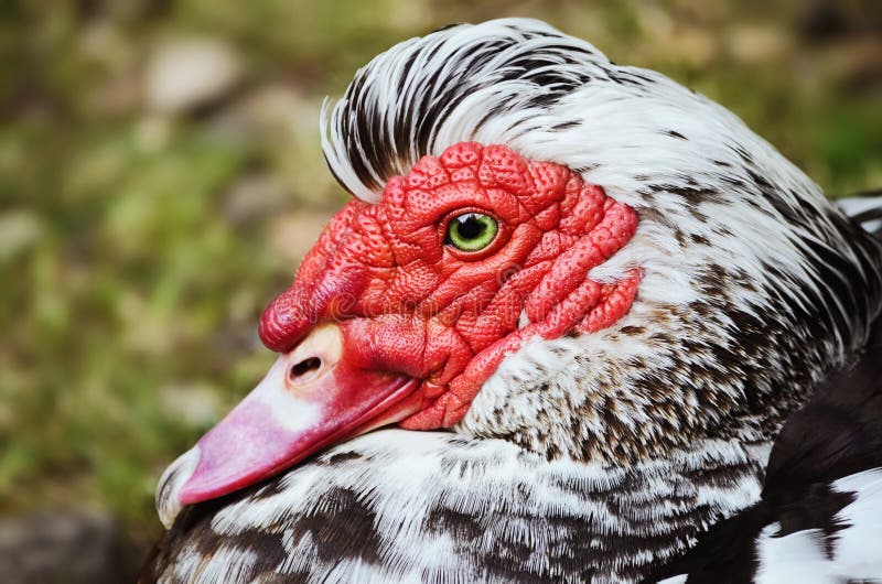 Muscovy Duck stock photo. Image of water, poultry, fauna - 32080868