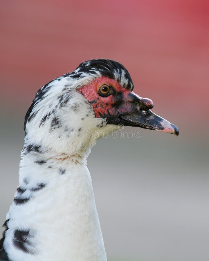 Muscovy duck stock photo. Image of animal, grass, closeup - 34294738
