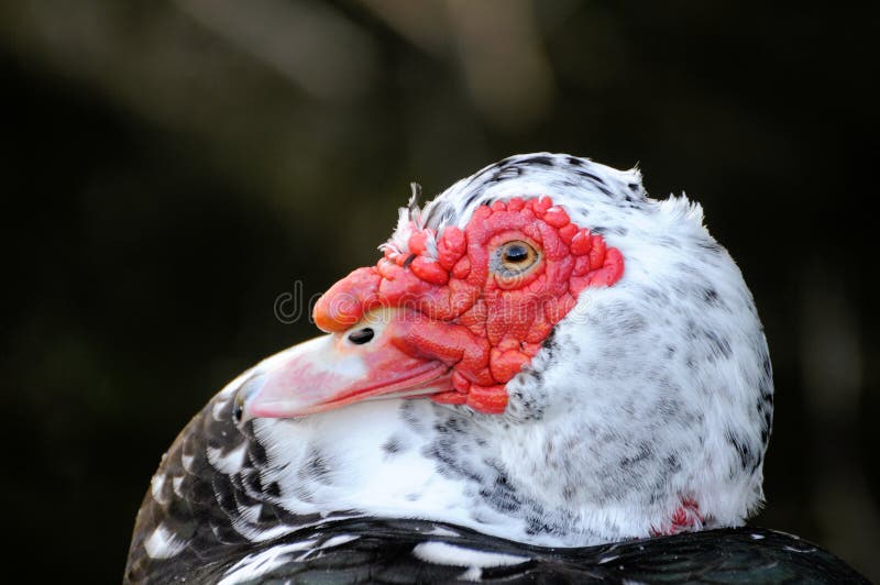 Muscovy Duck Portrait, South Florida Stock Image - Image of colours ...