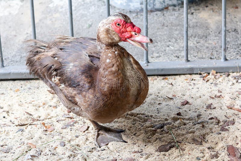 Muscovy Duck with Red Face on a Poultry Farm Stock Image - Image of ...