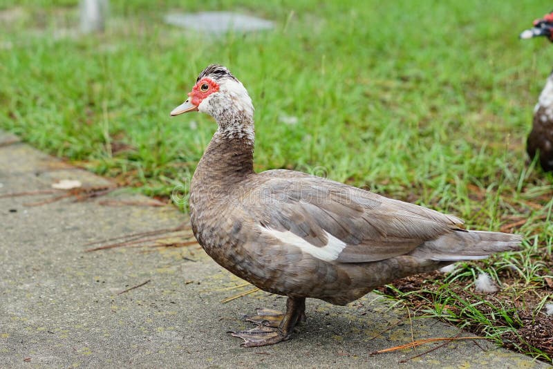 Muscovy duck with red head stock image. Image of musk - 42274297