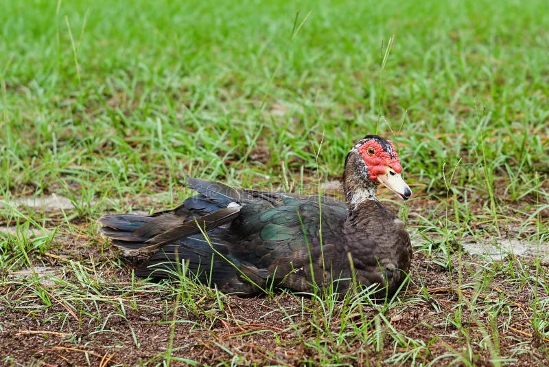 Muscovy duck with red head stock image. Image of feathers - 42274303
