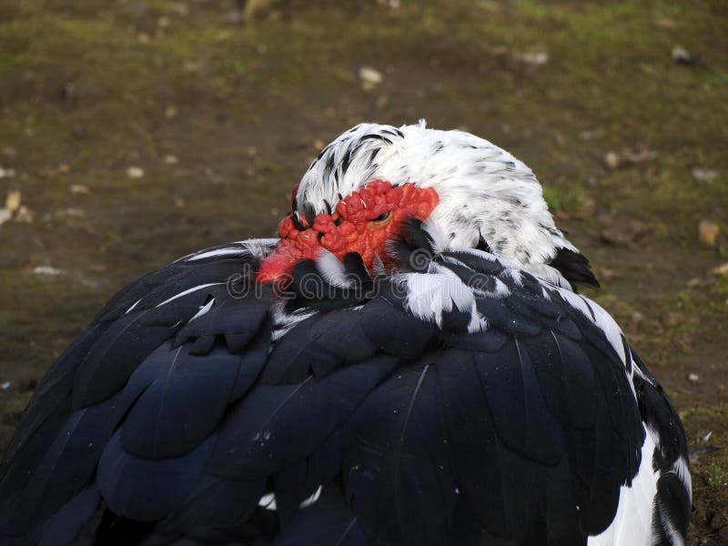 Muscovy Duck Rome Villa Borghese Lake Stock Photos - Free & Royalty ...