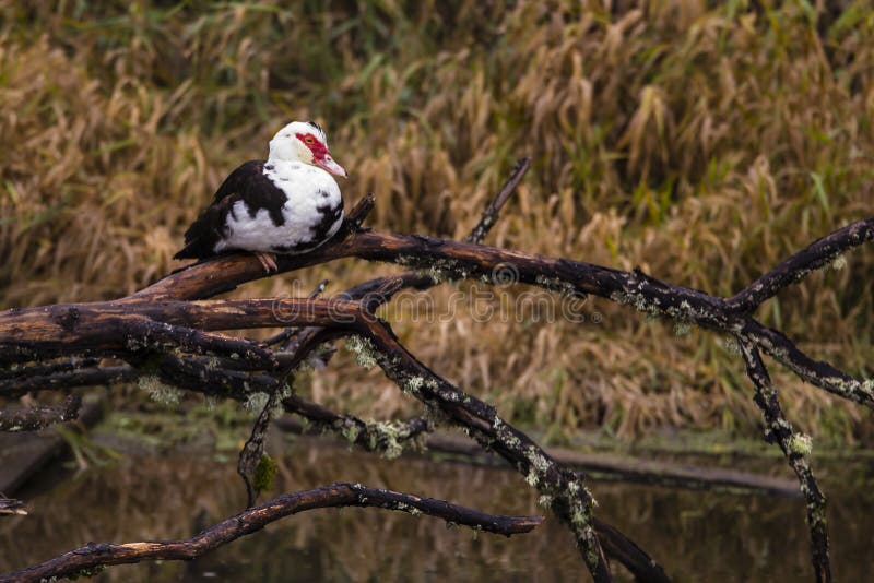 Muscovy Duck Sitting Branch Stock Photos - Free & Royalty-Free Stock ...