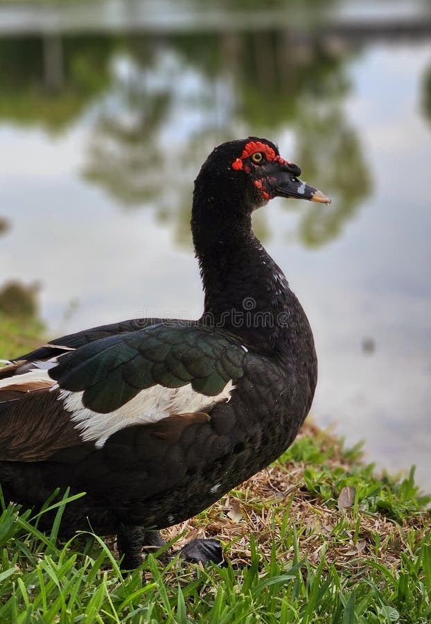 Muscovy Duck Standing on the Edge of a Pond Stock Image - Image of duck ...