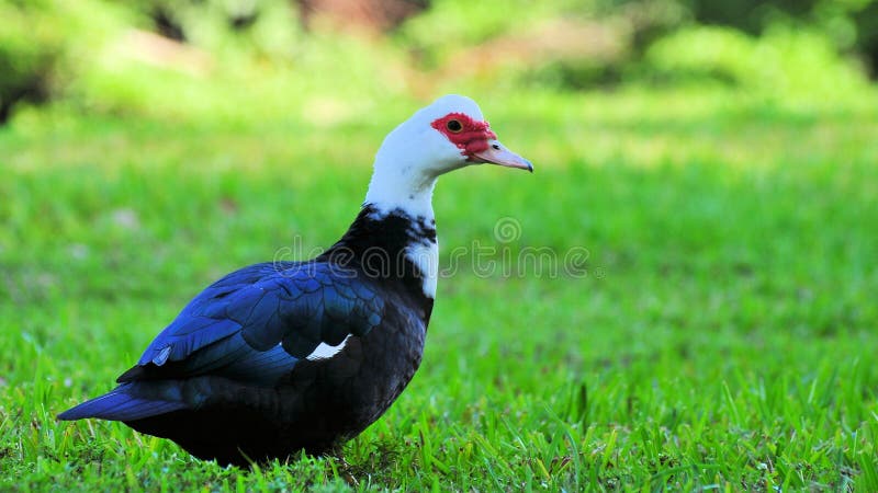 Ugly Duck on Grass by Water Stock Photo - Image of bird, outdoors: 14153326