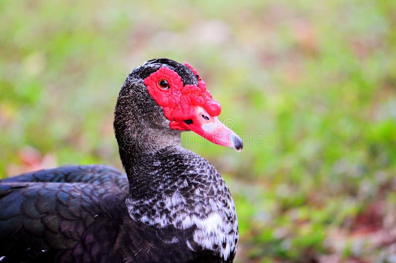 Muscovy duck stock photo. Image of color, colorful, closeup - 83949596