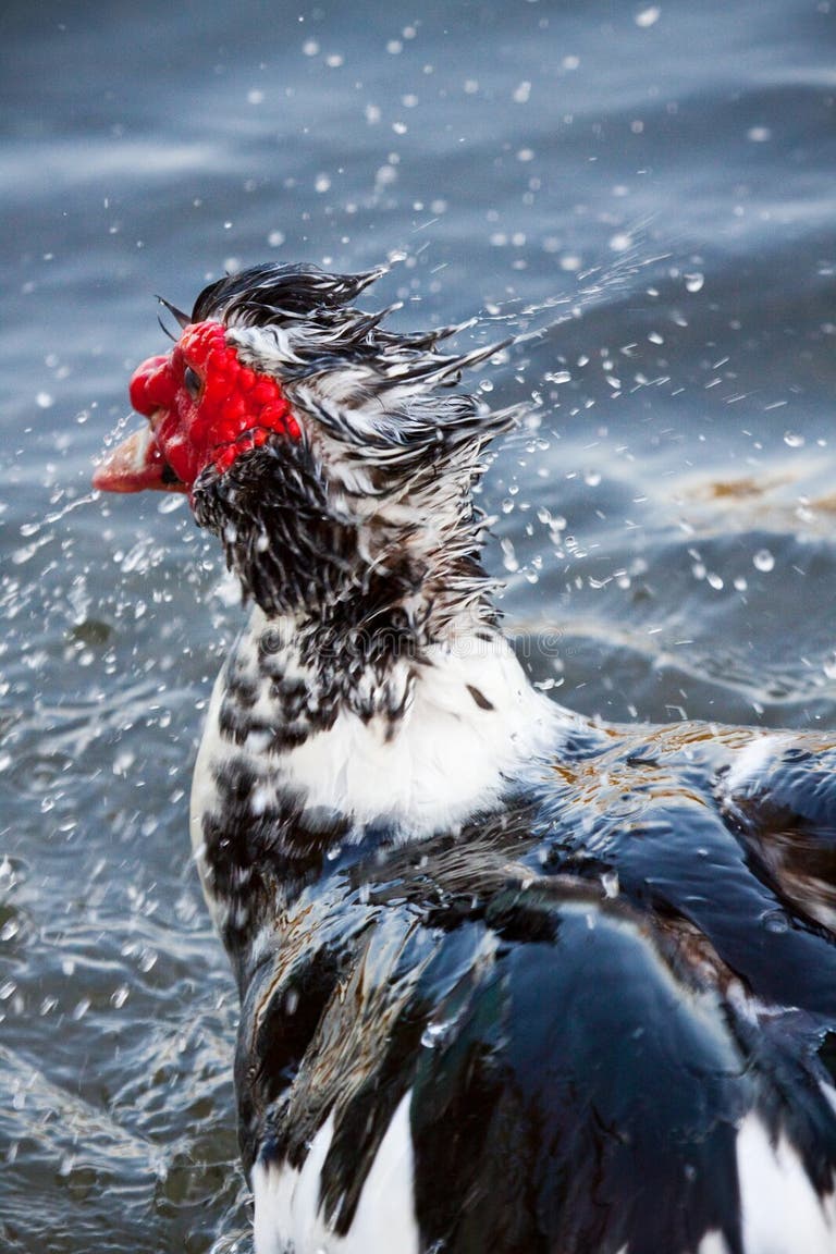 8,103 Muscovy Duck Stock Photos - Free & Royalty-Free Stock Photos from ...