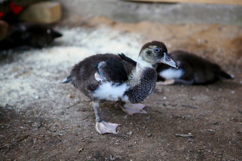 Muscovy ducklings stock photo. Image of agriculture, farm - 31194002