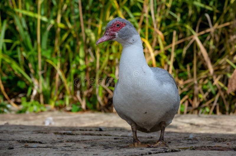 Muscovy ducks stock photo. Image of ducks, animal, bill - 237979860