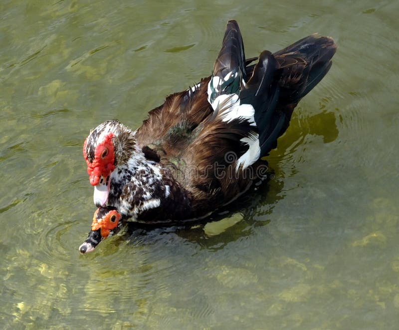 Muscovy Ducks (Cairina Moschata) Stock Image - Image of cairina, avian ...