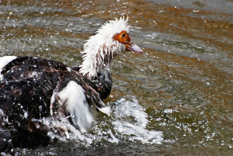 Muscovy Ducks (carina Moschata) Stock Image - Image of bird, color ...