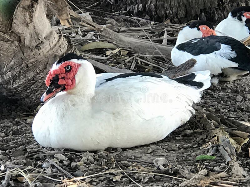 Muscovy ducks stock photo. Image of life, musky, relax - 86990166