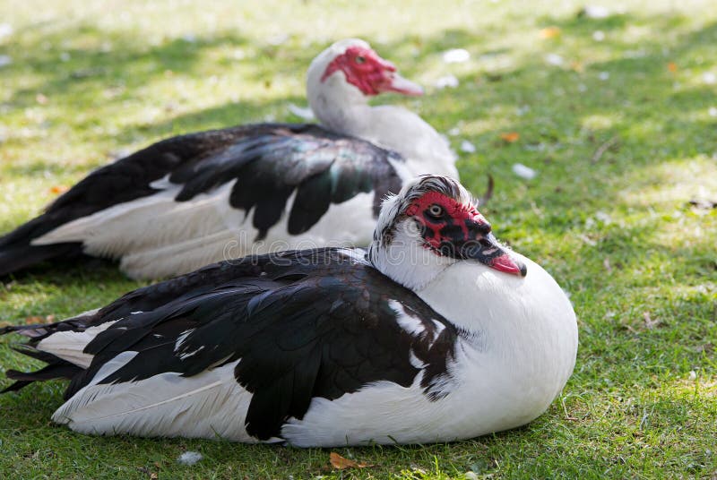 Muscovy Ducks 2 stock photo. Image of farmyard, farm - 55517982