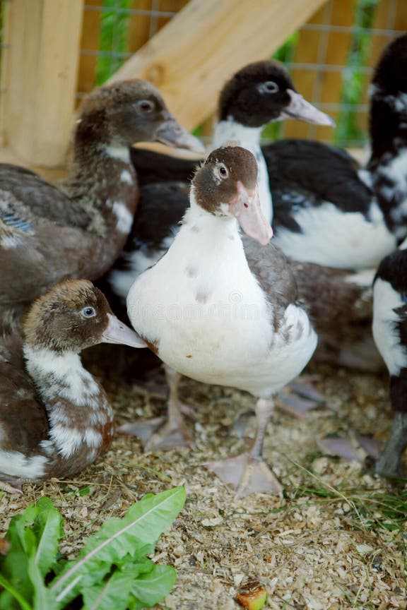 Muscovy ducks stock image. Image of agriculture, head - 31194015