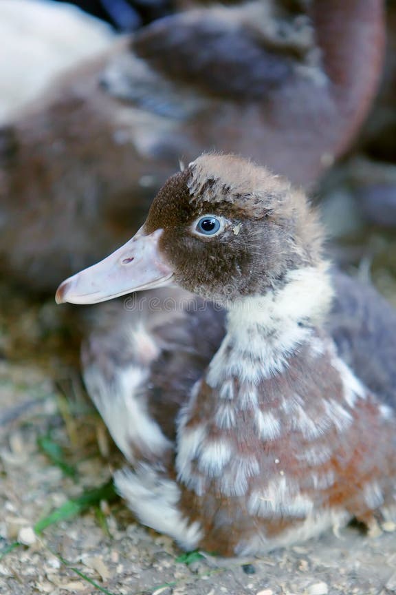 Muscovy ducks stock photo. Image of avian, aquatic, moschata - 31486814
