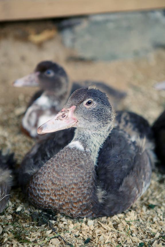 Muscovy ducks stock photo. Image of feet, duck, ground - 31486822