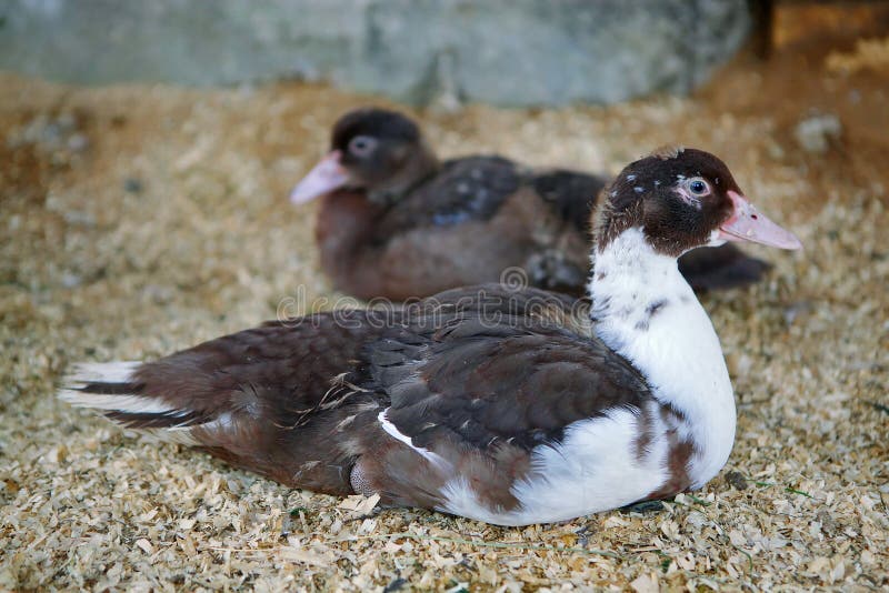 Muscovy ducks stock photo. Image of animal, moschata - 31486840