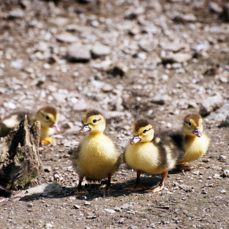 Muscovy ducks young ones stock image. Image of ducks - 57066961