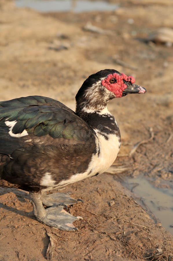 Muscovy kaczka zdjęcie stock. Obraz złożonej z potomstwa - 37560092