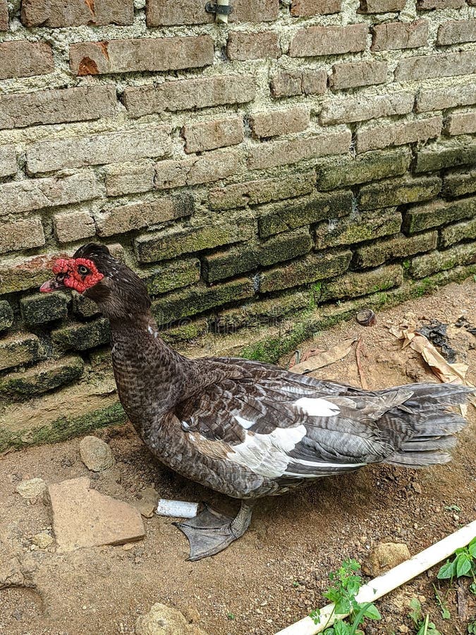 Muscovyduck ripple stock image. Image of ripple, fram - 263782409