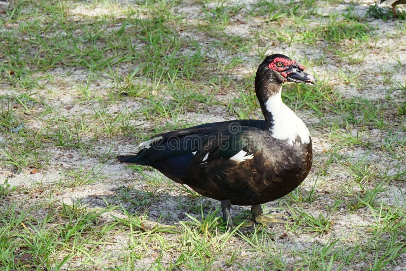 Muscovyeend met rood hoofd stock foto. Image of lang - 42068900