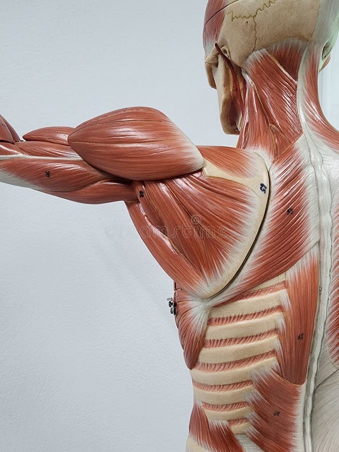 Muscular anatomy model stock image. Image of anatomical - 284064507