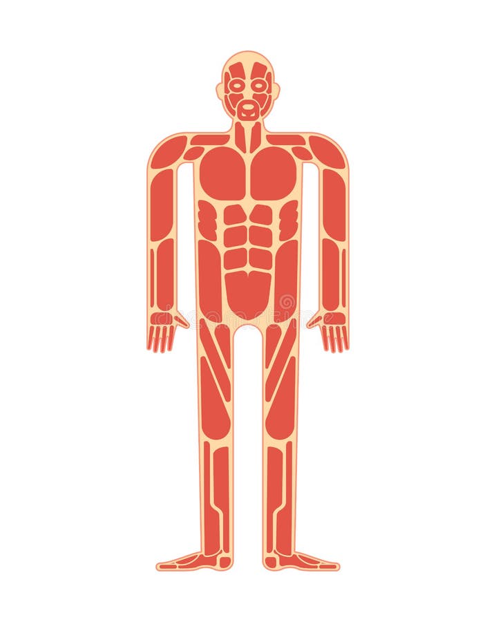 Muscular Anatomy. Muscles System Human Body System Stock Vector ...