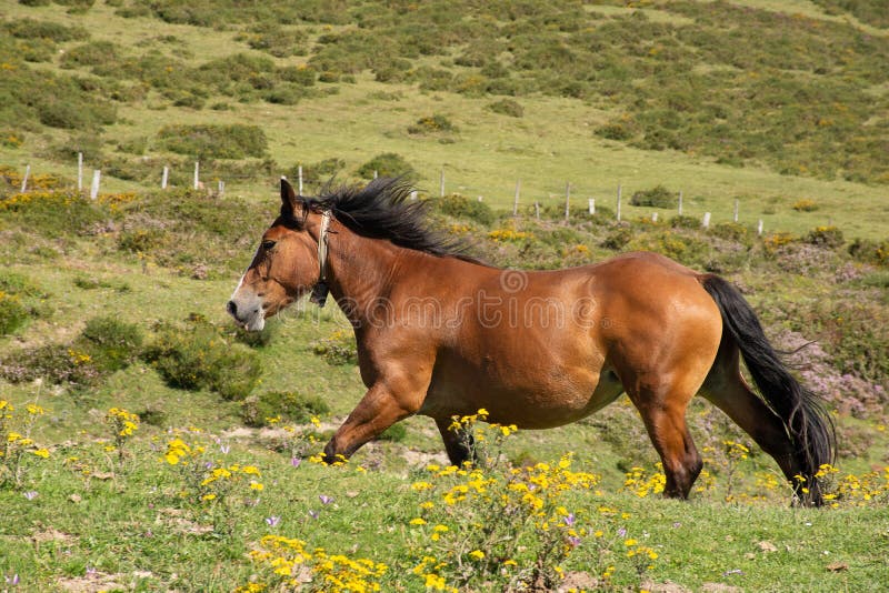 Muscular Horses with Long Hair Stock Photo - Image of country, cordoba ...