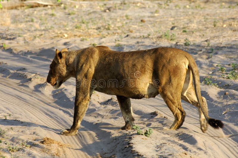 Muscular lioness stock photo. Image of savannah, mammal - 19254468