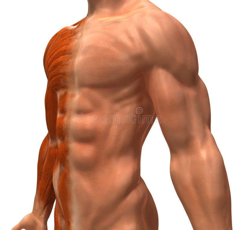 The muscular system stock illustration. Illustration of muscle - 5287719