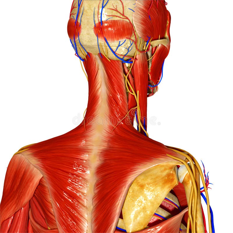 Muscular system stock illustration. Illustration of face - 40200387