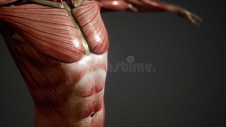 Muscular System of Human Body Animation Stock Illustration ...