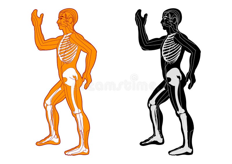 Muscular System stock vector. Illustration of muscle - 35515206