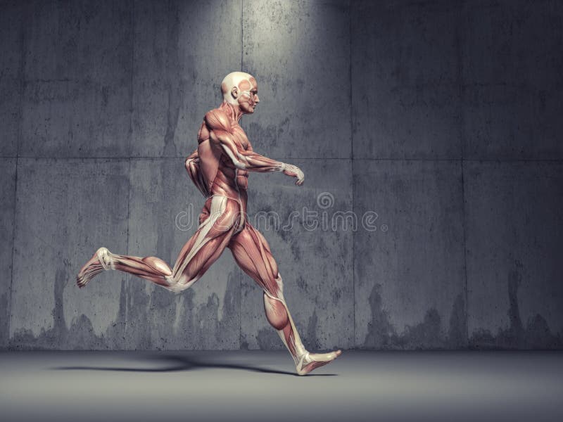 Male Muscular System Running Stock Illustration - Illustration of ...