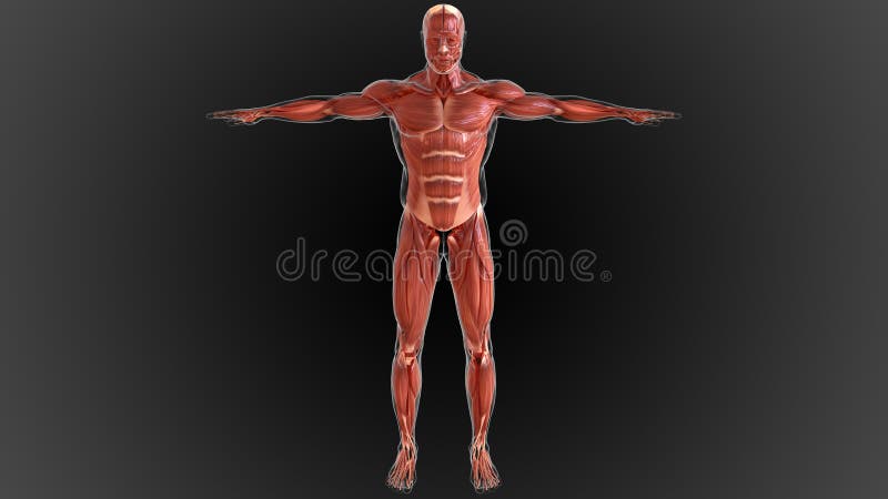 Muscular System is an Organ System Responsible for Providing Strength ...