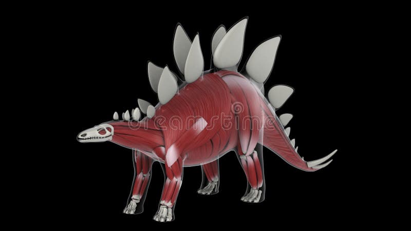 Muscular System of a Stegosaurus Dinosaur, Side View Stock Illustration ...