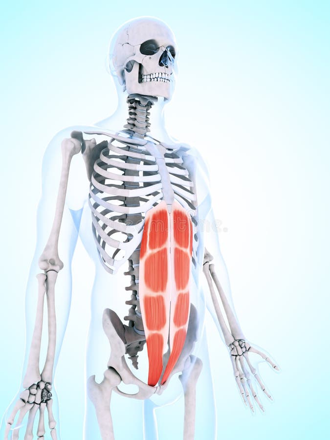 Abdominal Ilustrações, Vetores E Clipart De Stock – (13,002 Stock ...