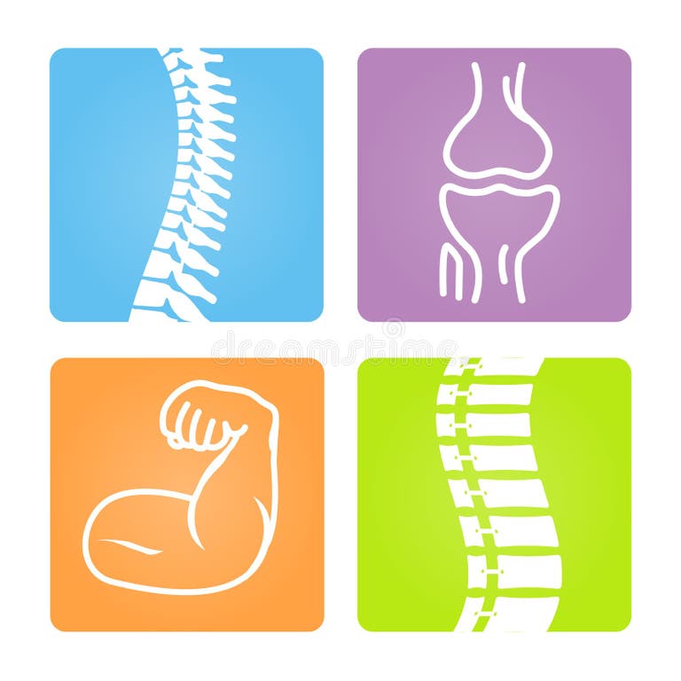 Musculoskeletal Stock Illustrations – 4,313 Musculoskeletal Stock ...