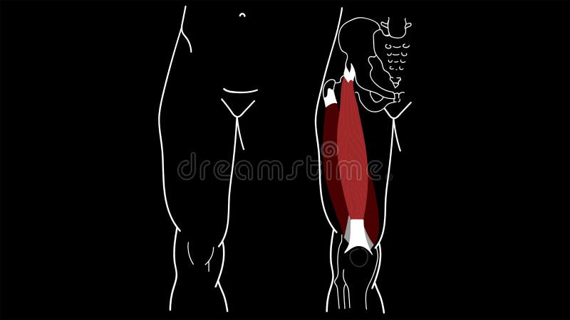 Musculus Quadriceps Femoris. Musculus Rectus Femoris Stock Illustration ...