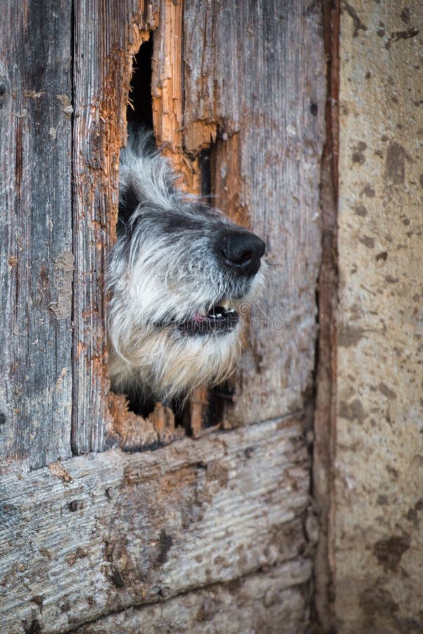 Muse of a Dog Comes Out of a Broken Door Stock Photo - Image of help ...