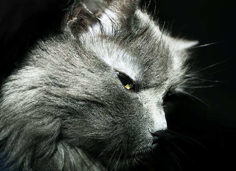 Museau cat image stock. Image du nature, curiosité, cheveu - 55615977