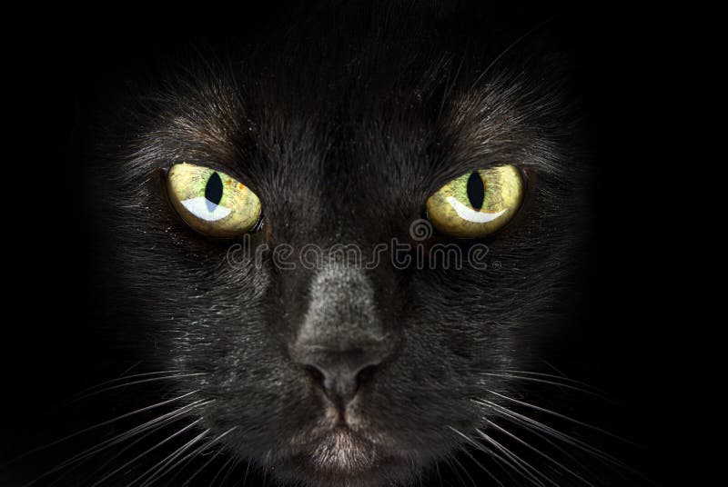 Museau d'un chat noir image stock. Image du félin, animal - 26309053