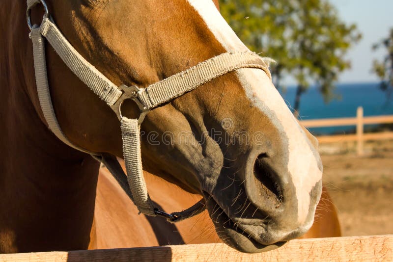 Museau d'un cheval image stock. Image du extérieur, verticale - 69151717