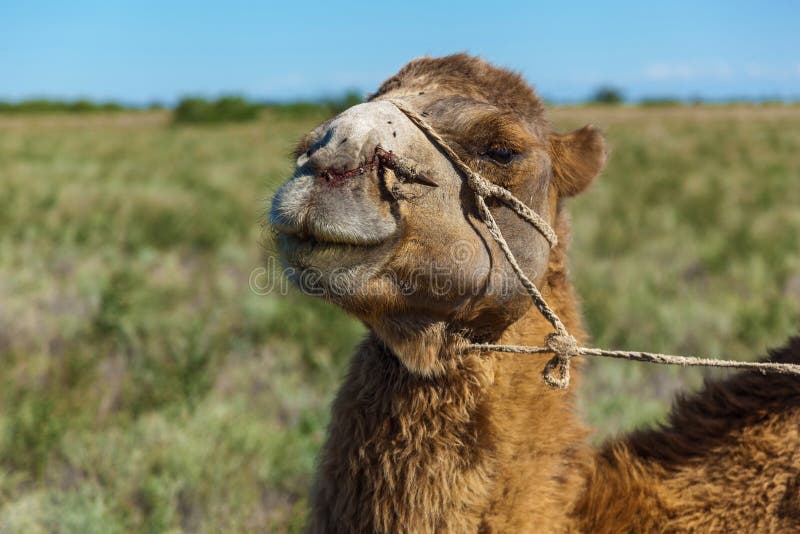 Museau de chameau image stock. Image du chameau, museau - 92791155