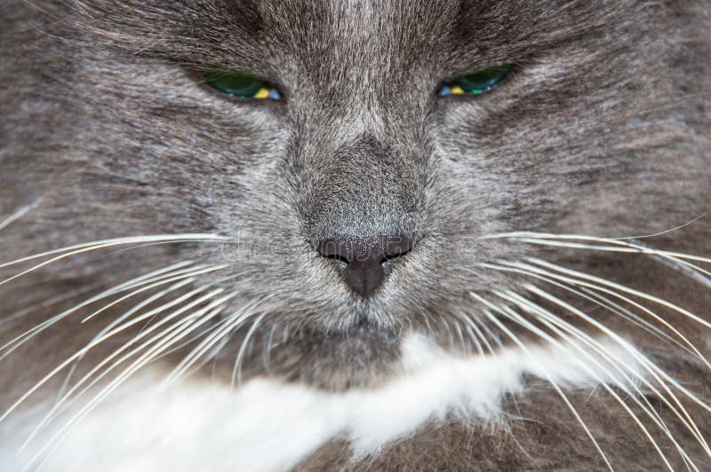 Museau de chat gris photo stock. Image du gris, chasseur - 68436844