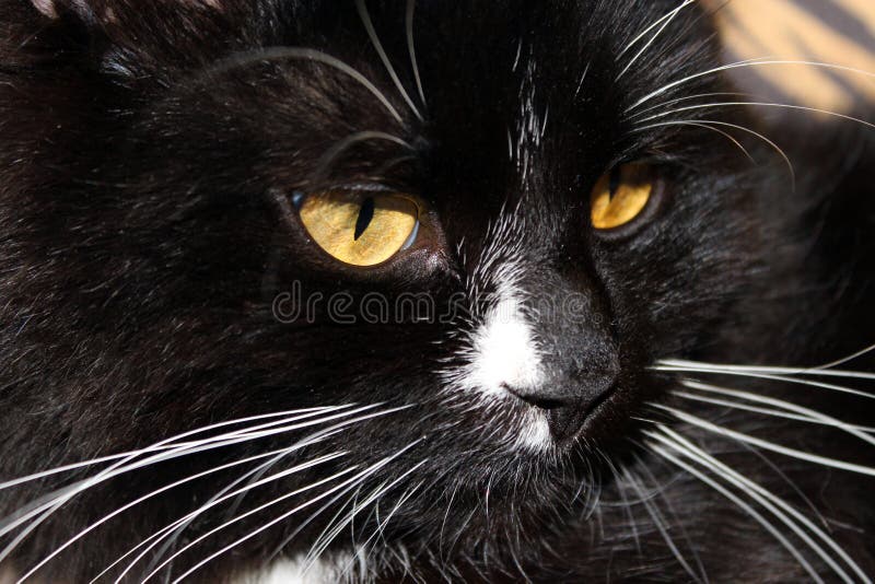 Museau de chat noir image stock. Image du beau, chat - 43130017