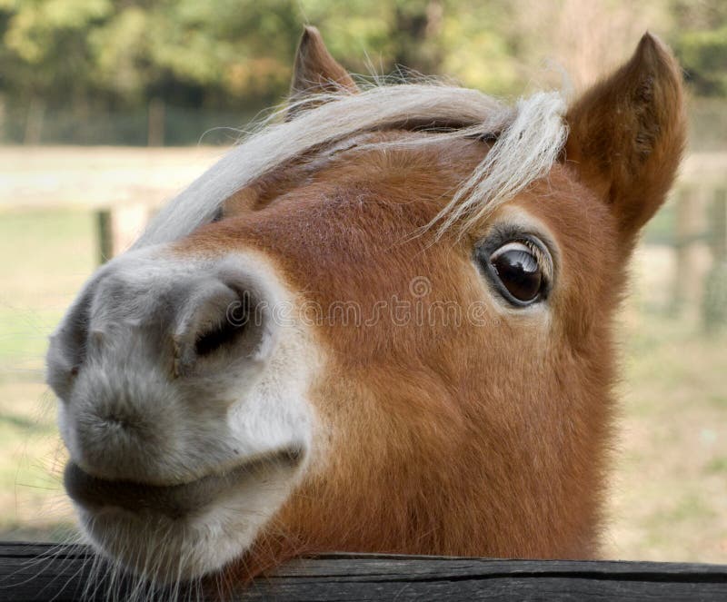 Museau de cheval photo stock. Image du poney, pierre, visage - 6787236