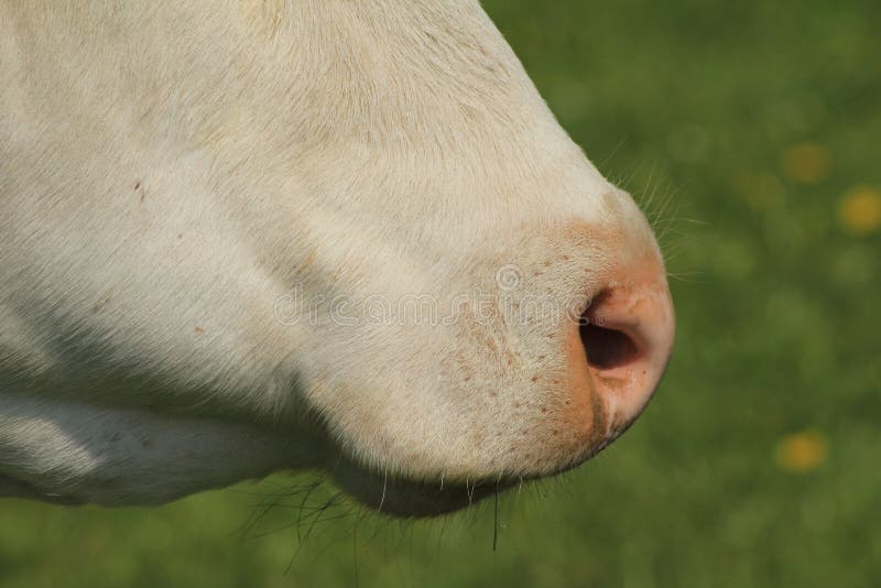 Museau de vache photo stock. Image du regarder, blanc - 19492632